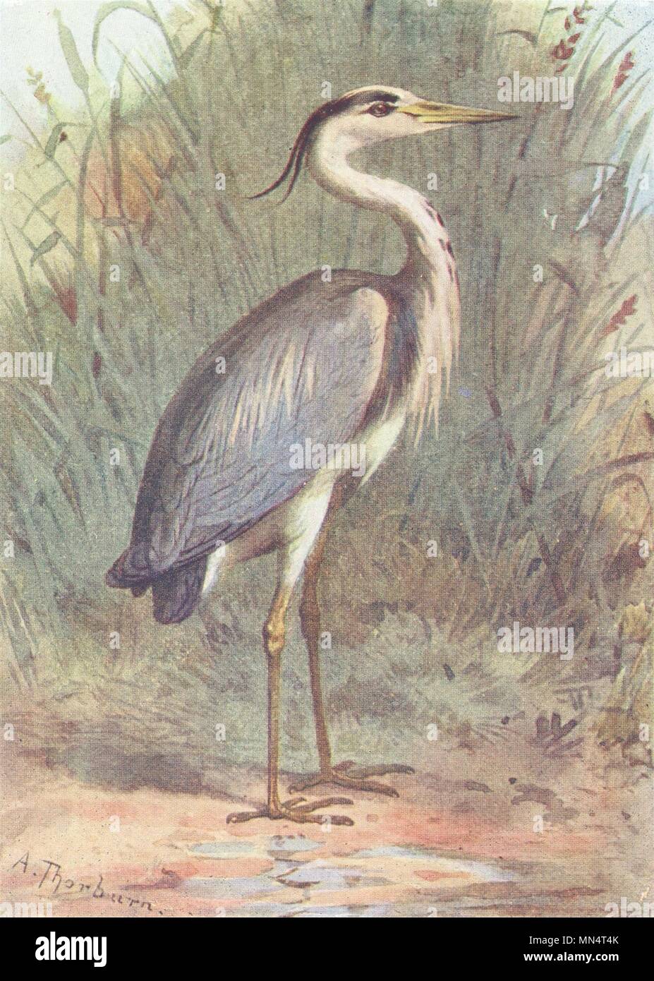 BIRDS. Heron 1901 old antique vintage print picture Stock Photo - Alamy