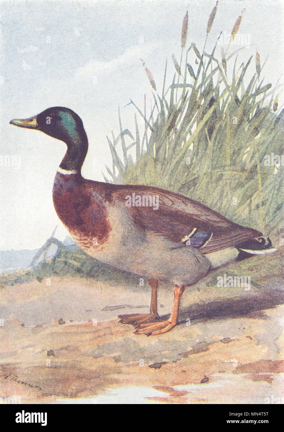 BIRDS. Duck 1901 old antique vintage print picture Stock Photo - Alamy