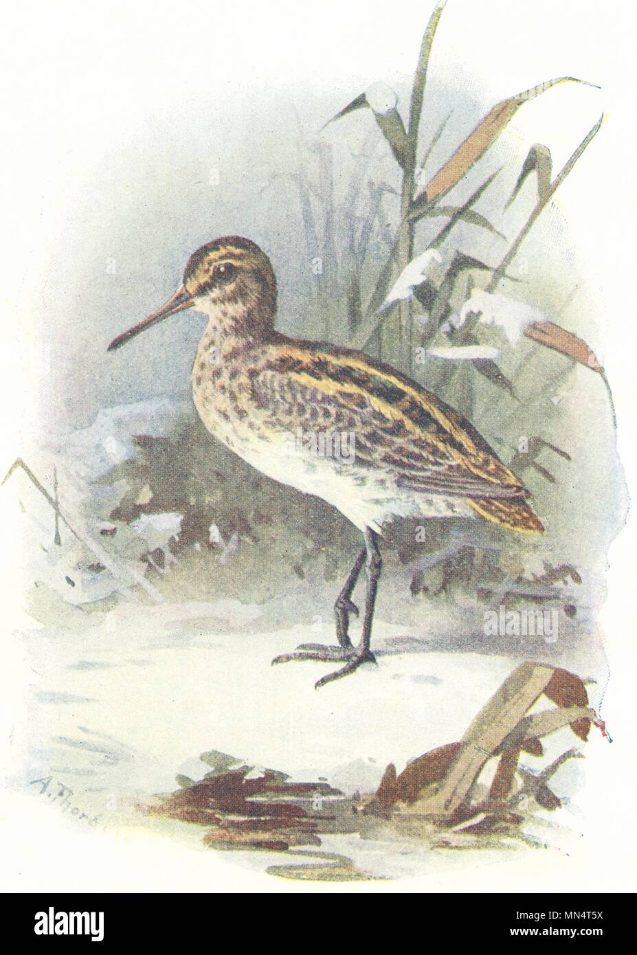BIRDS. Jack Snipe 1901 old antique vintage print picture Stock Photo ...