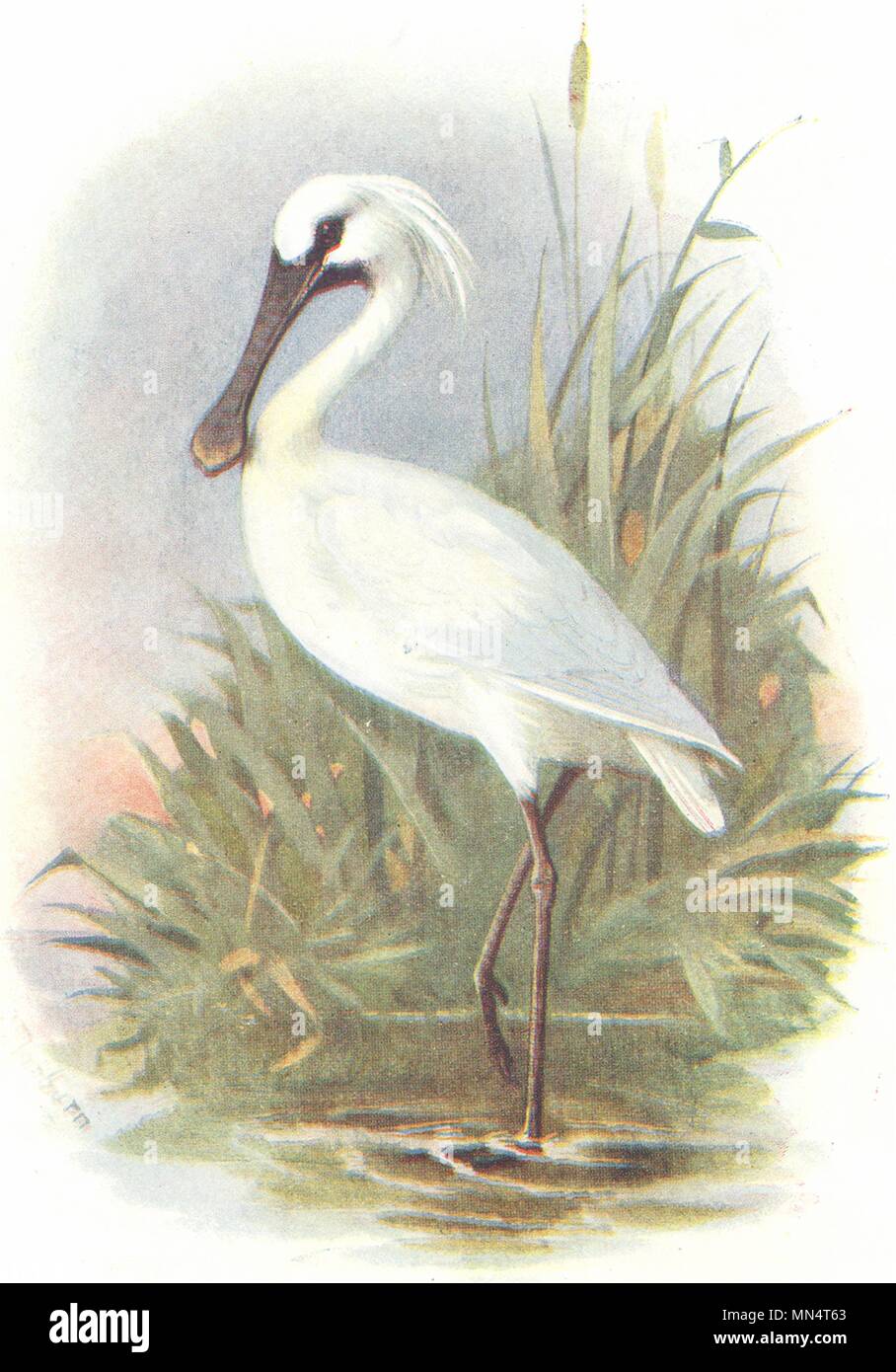 BIRDS. Spoonbill 1901 old antique vintage print picture Stock Photo - Alamy