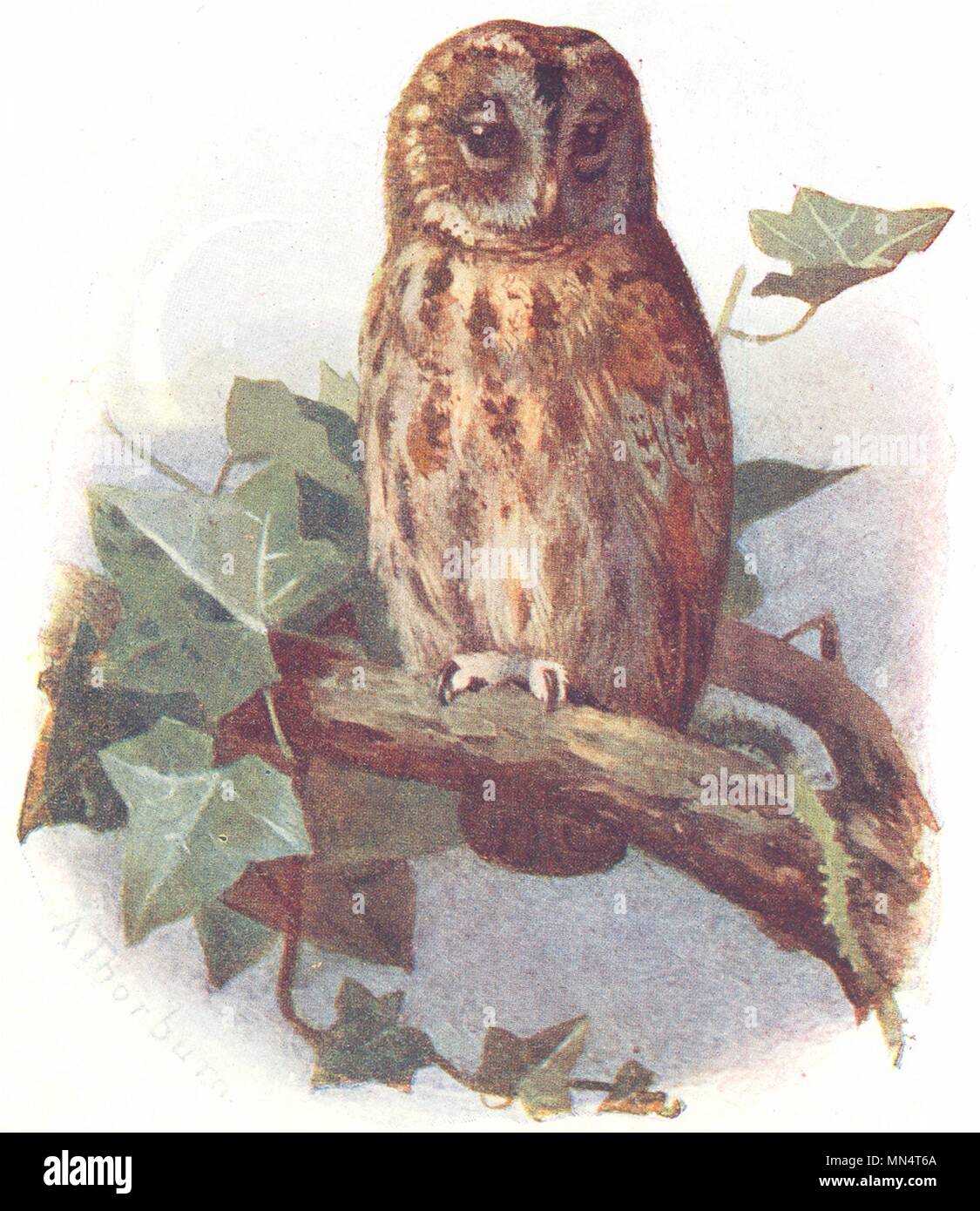 Tawny Owl Original Vintage Bird Illustration Art & Collectibles ...