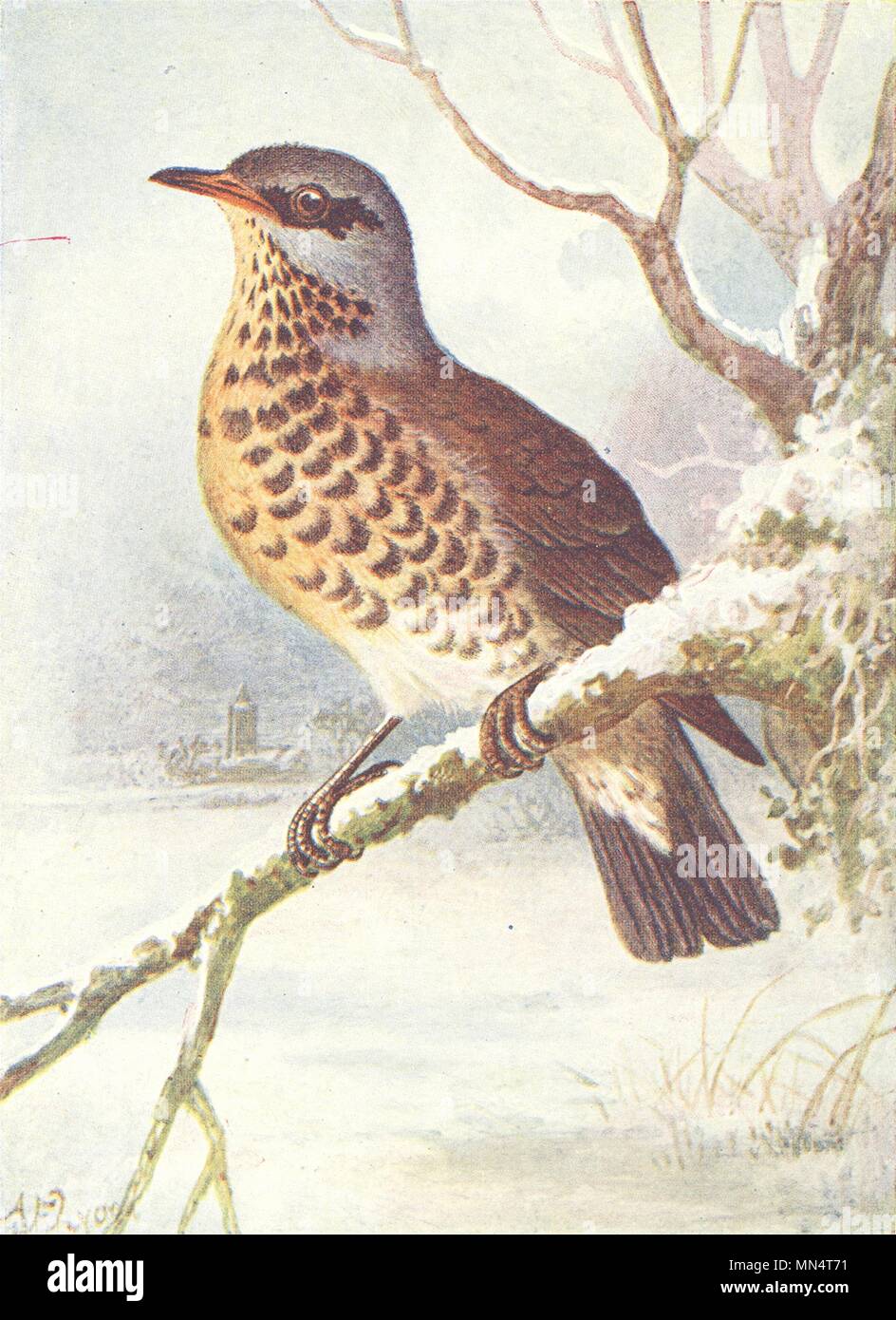 Fieldfare picture hi-res stock photography and images - Alamy