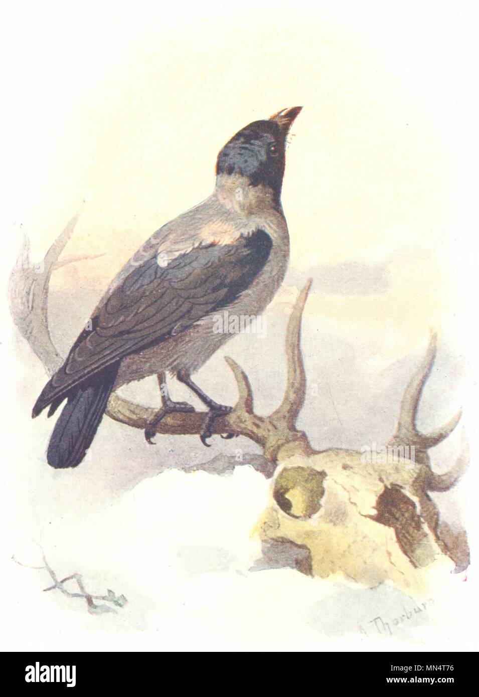 BIRDS. Hooded Crow 1901 old antique vintage print picture Stock Photo ...