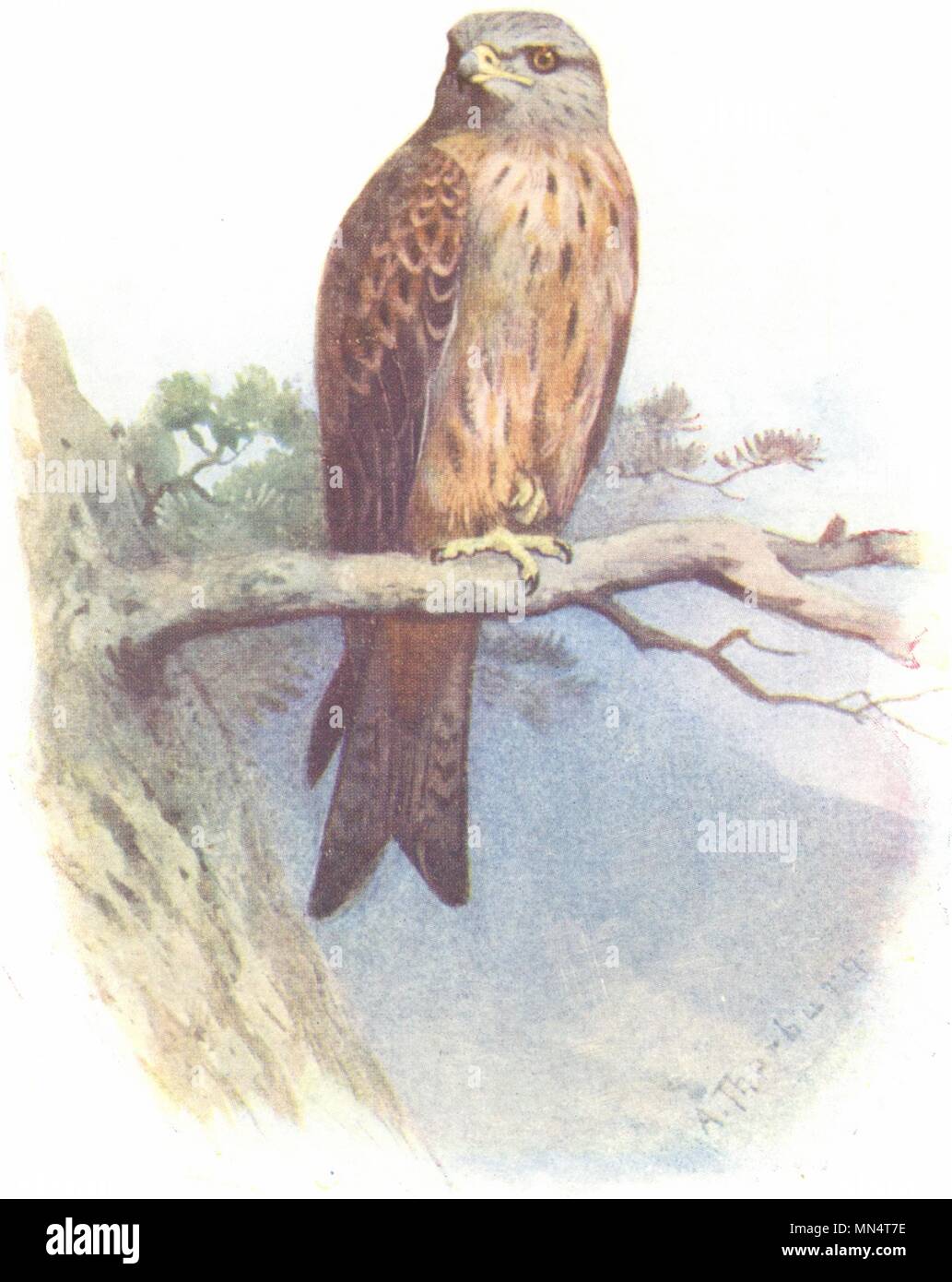 Vintage kite hi-res stock photography and images - Alamy