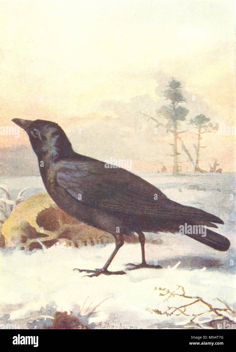 BIRDS. Carrion Crow 1901 old antique vintage print picture Stock Photo ...