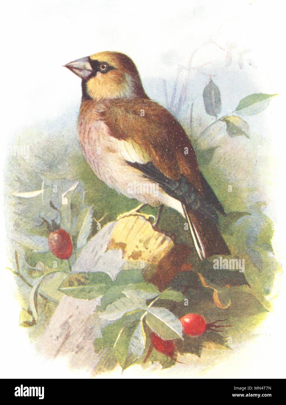BIRDS. Hawfinch 1901 old antique vintage print picture Stock Photo - Alamy