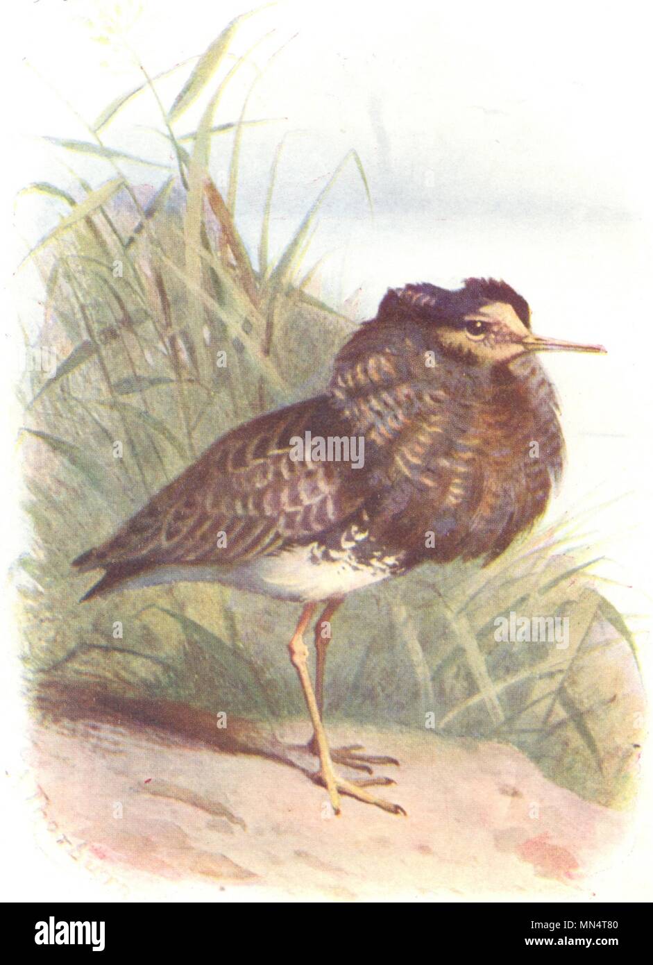 BIRDS. Ruff 1901 old antique vintage print picture Stock Photo - Alamy