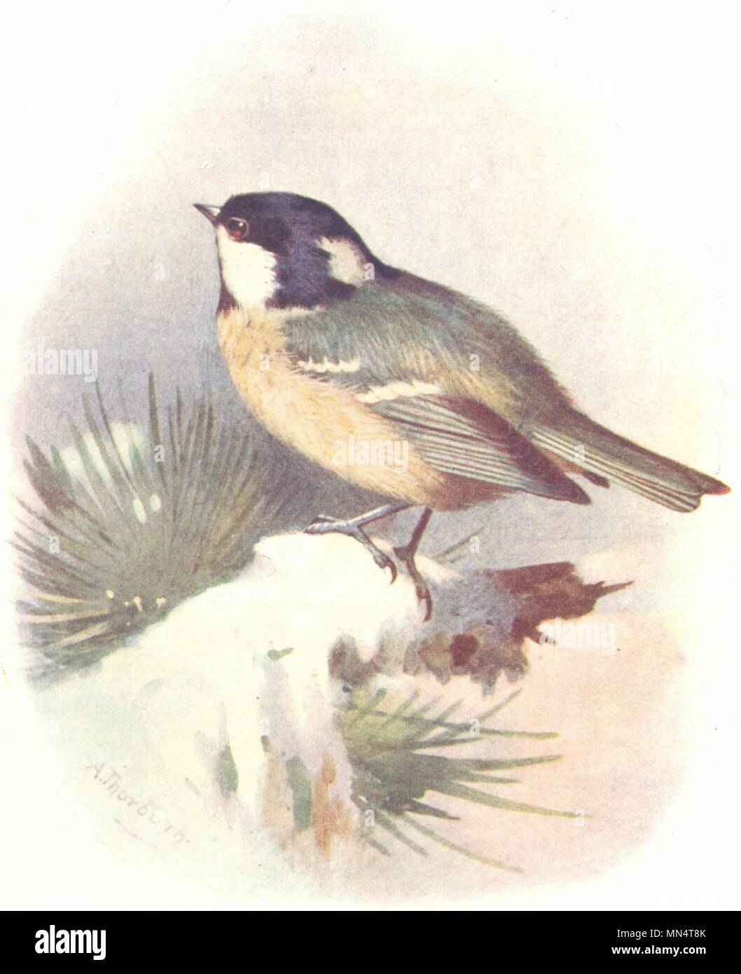 BIRDS. Cole Tit. (4 5) 1901 old antique vintage print picture Stock ...