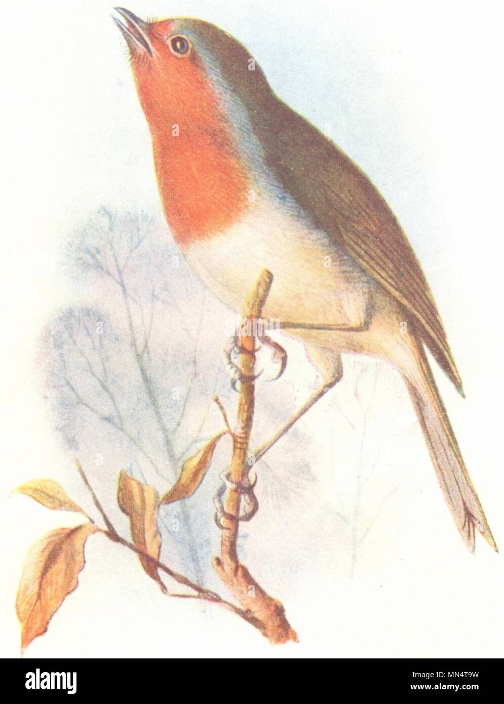 BIRDS. Robin 1901 old antique vintage print picture Stock Photo - Alamy