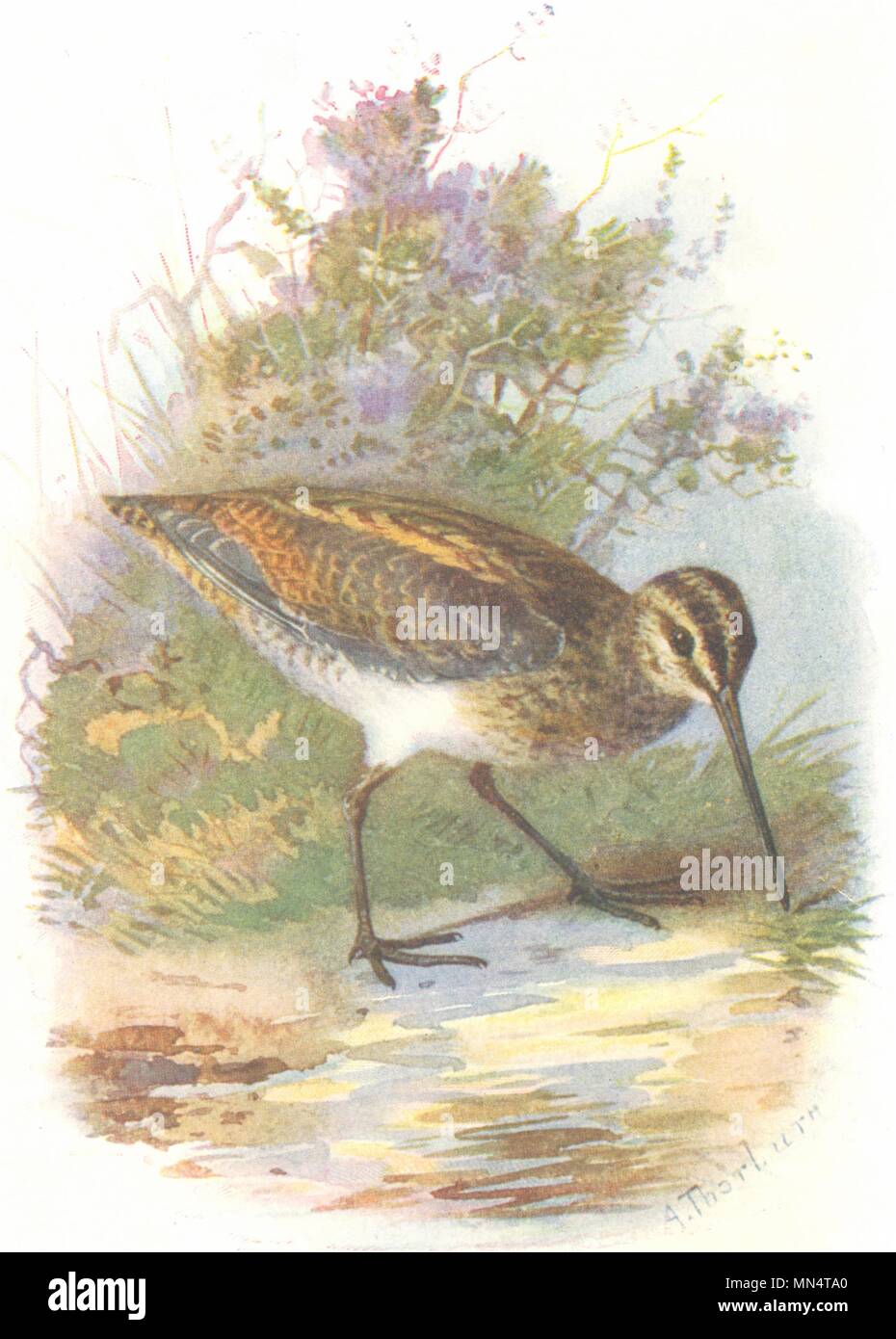 Common snipe picture hi-res stock photography and images - Alamy