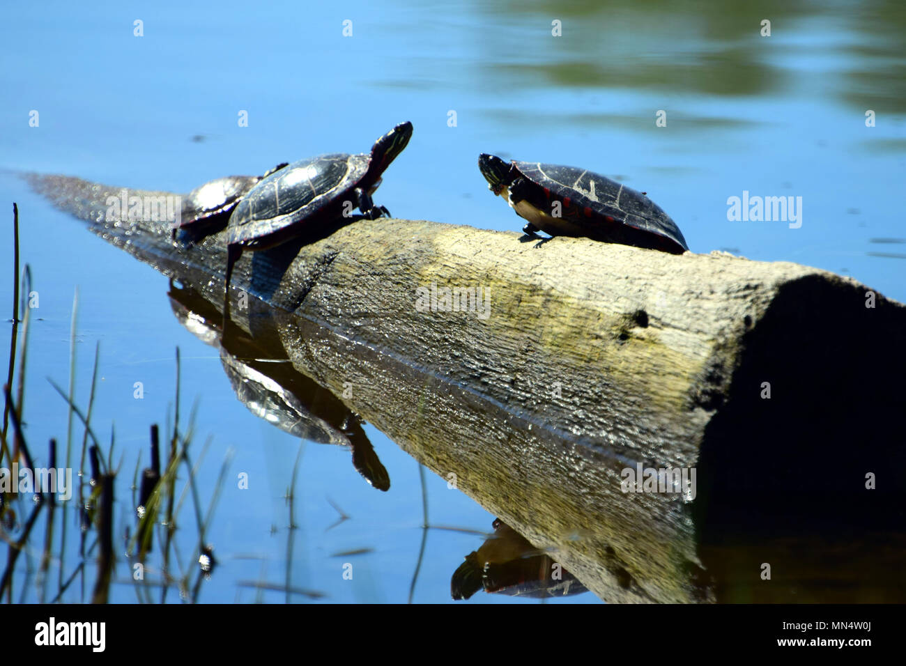Wood turtles hi-res stock photography and images - Alamy
