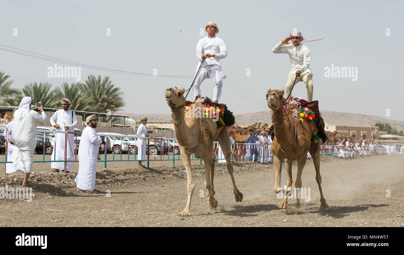 Camel oman village hi-res stock photography and images - Alamy