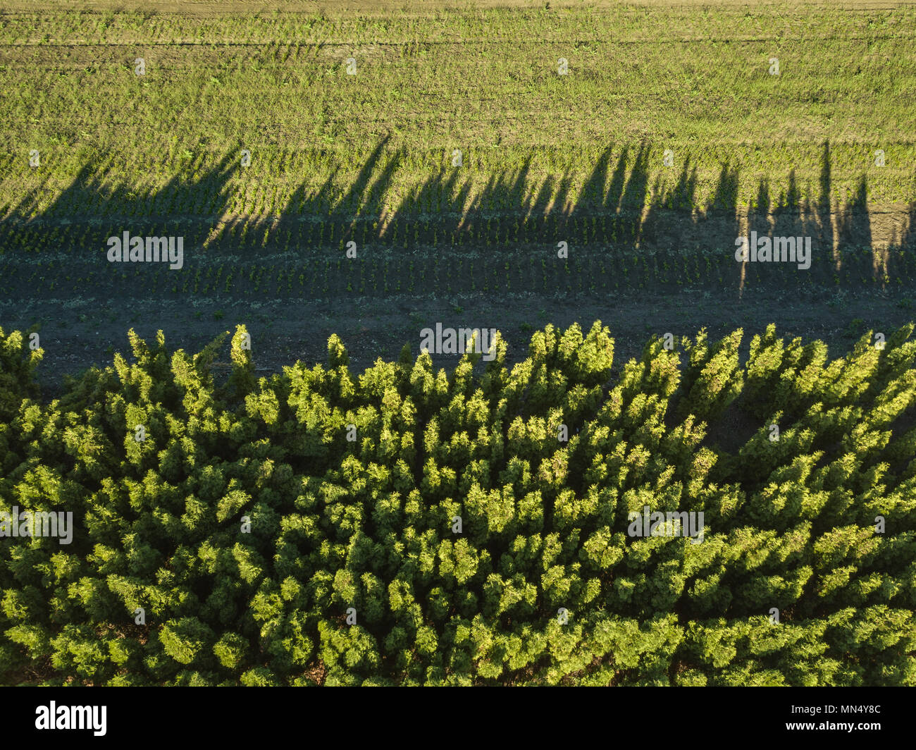 Aerial view countryside green field and forest on a sunny day Stock ...