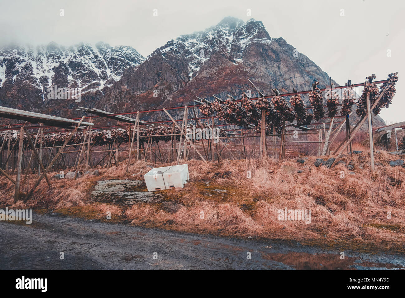 Norway Lofoten, fish heads drying at the end of Lofoten islands at Å ...