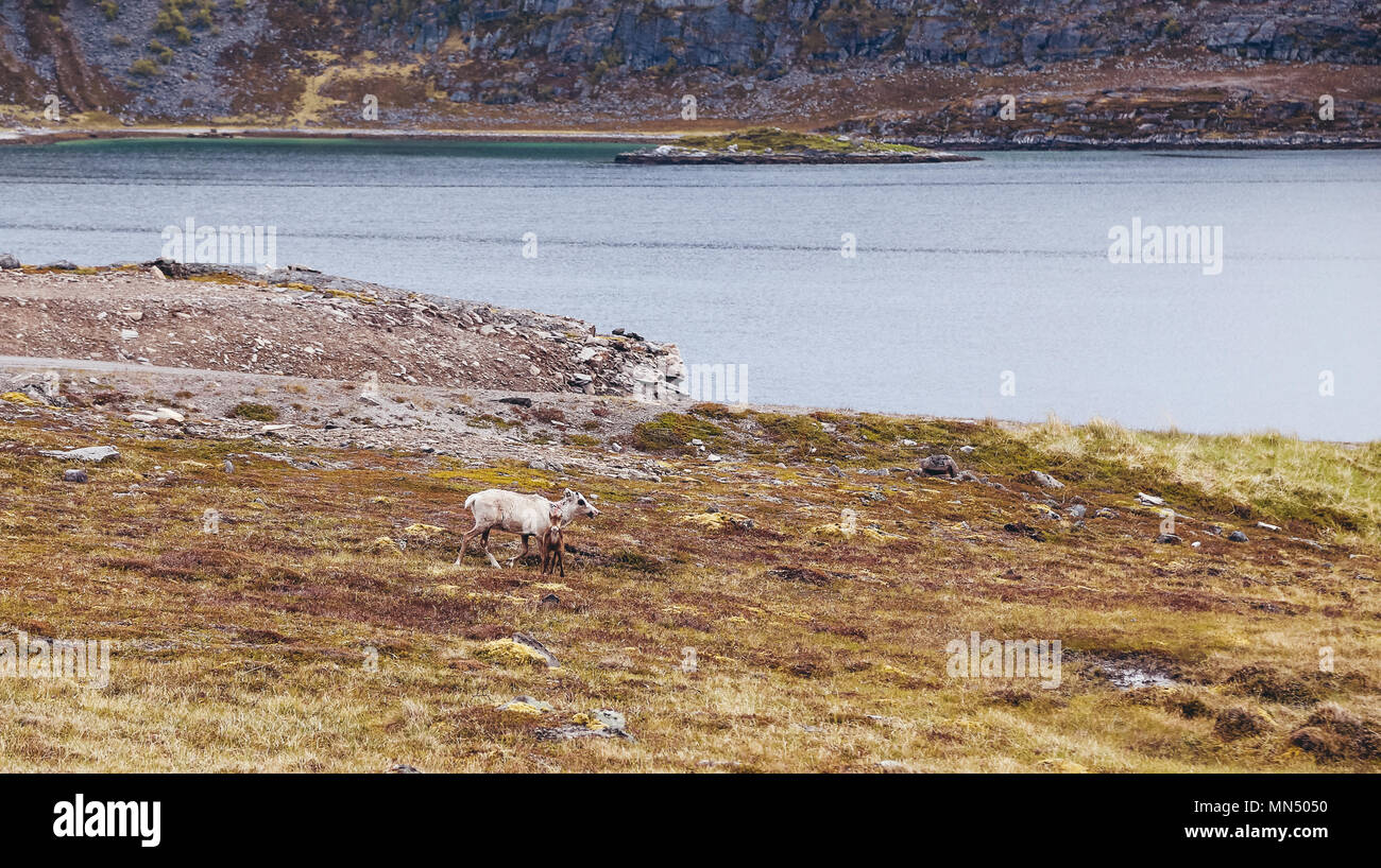 Norway, Young reindeers walking in the nature north of Hammerfest on a ...
