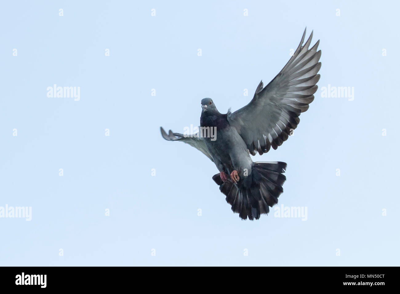 upper wing of homing pigeon bird floating by flying mid air Stock Photo ...