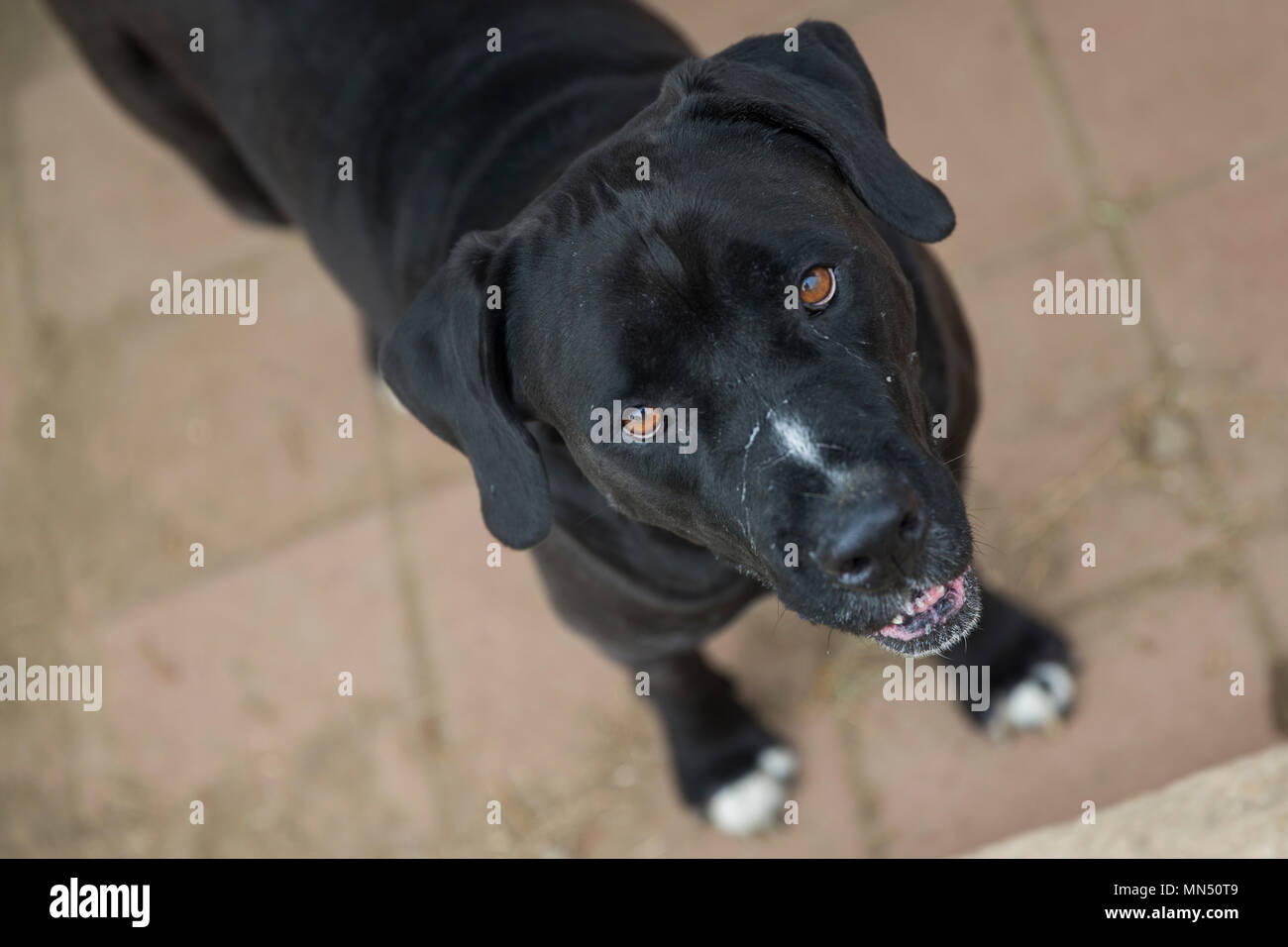 Marine corps base camp pendleton animal shelter hi-res stock ...