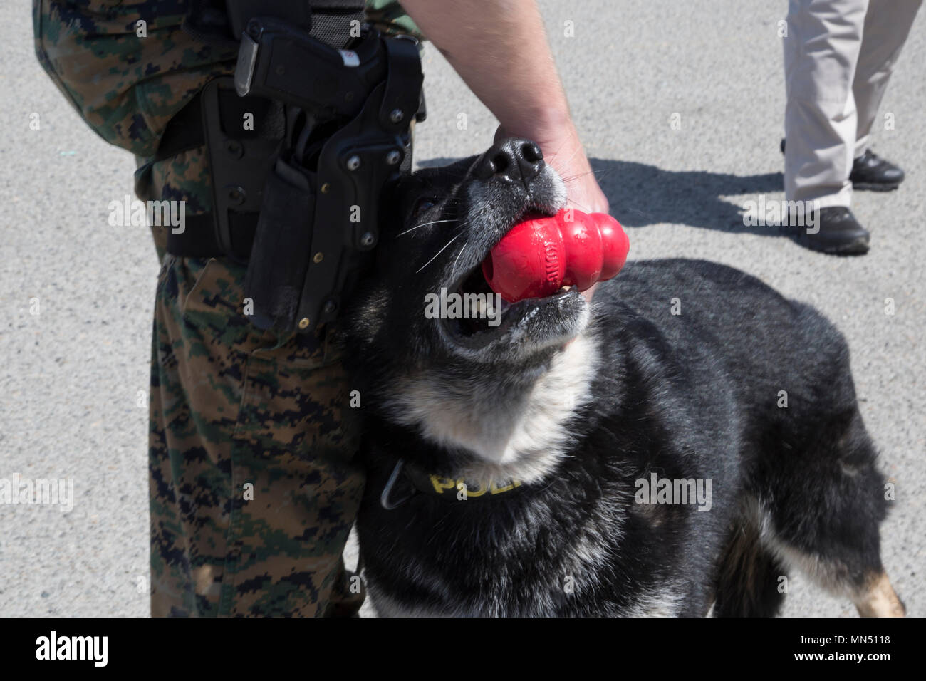 Cpl. Myles Heath, a dog handler with the Provost Marshal Office ...