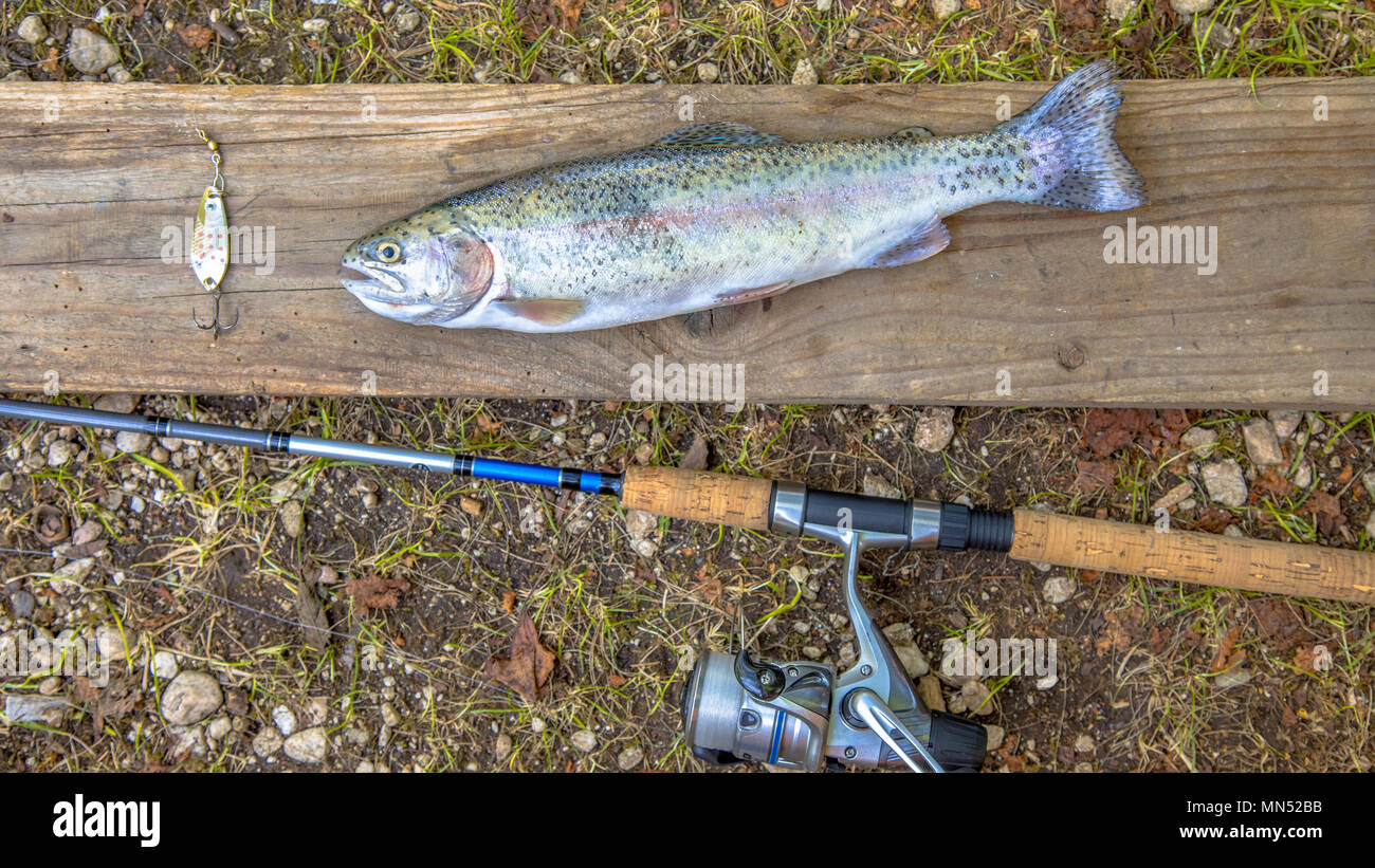 Beautiful brown trout caught hi-res stock photography and images - Alamy