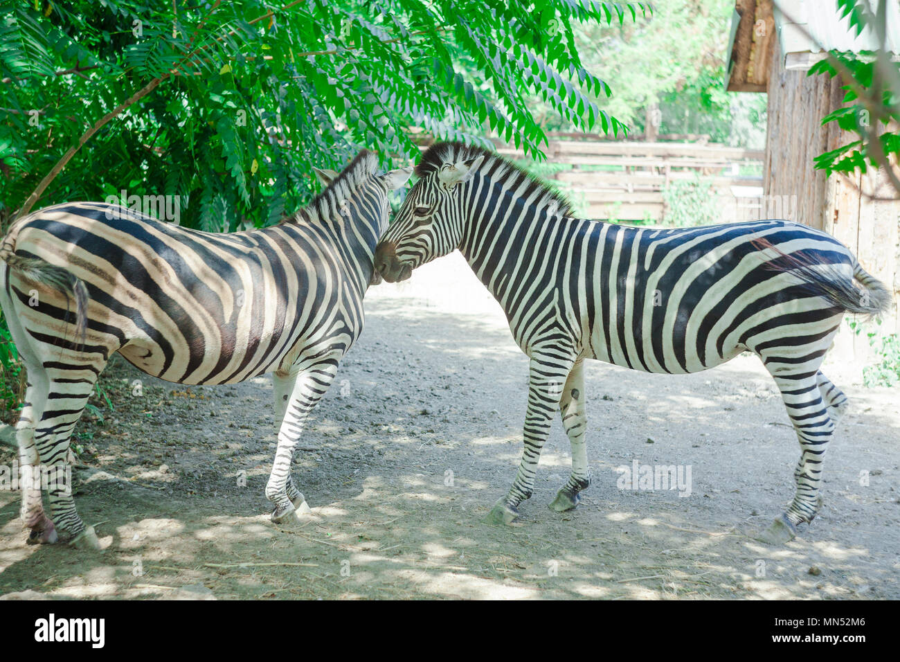 two zebra animals at the zoo Stock Photo - Alamy
