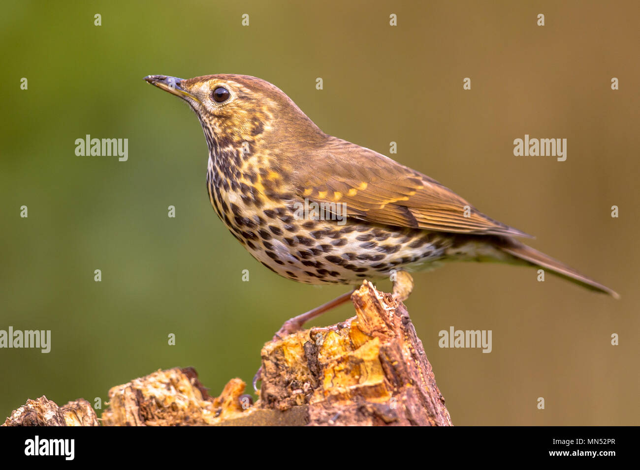 Common birds of europe hi-res stock photography and images - Alamy