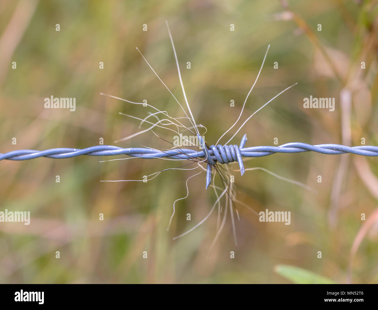 Badger Paw High Resolution Stock Photography and Images - Alamy