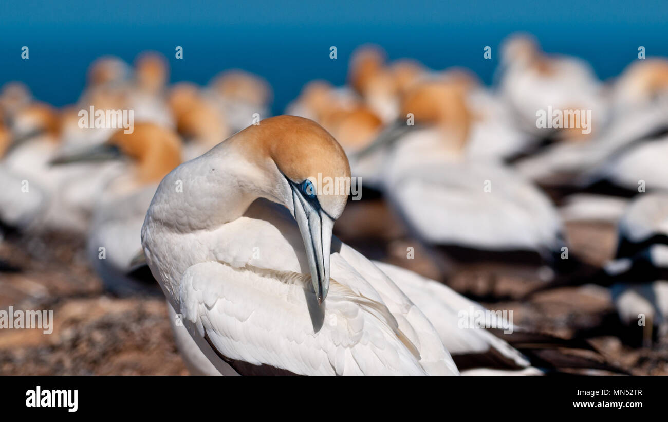 Hawkes bay birds hi-res stock photography and images - Alamy