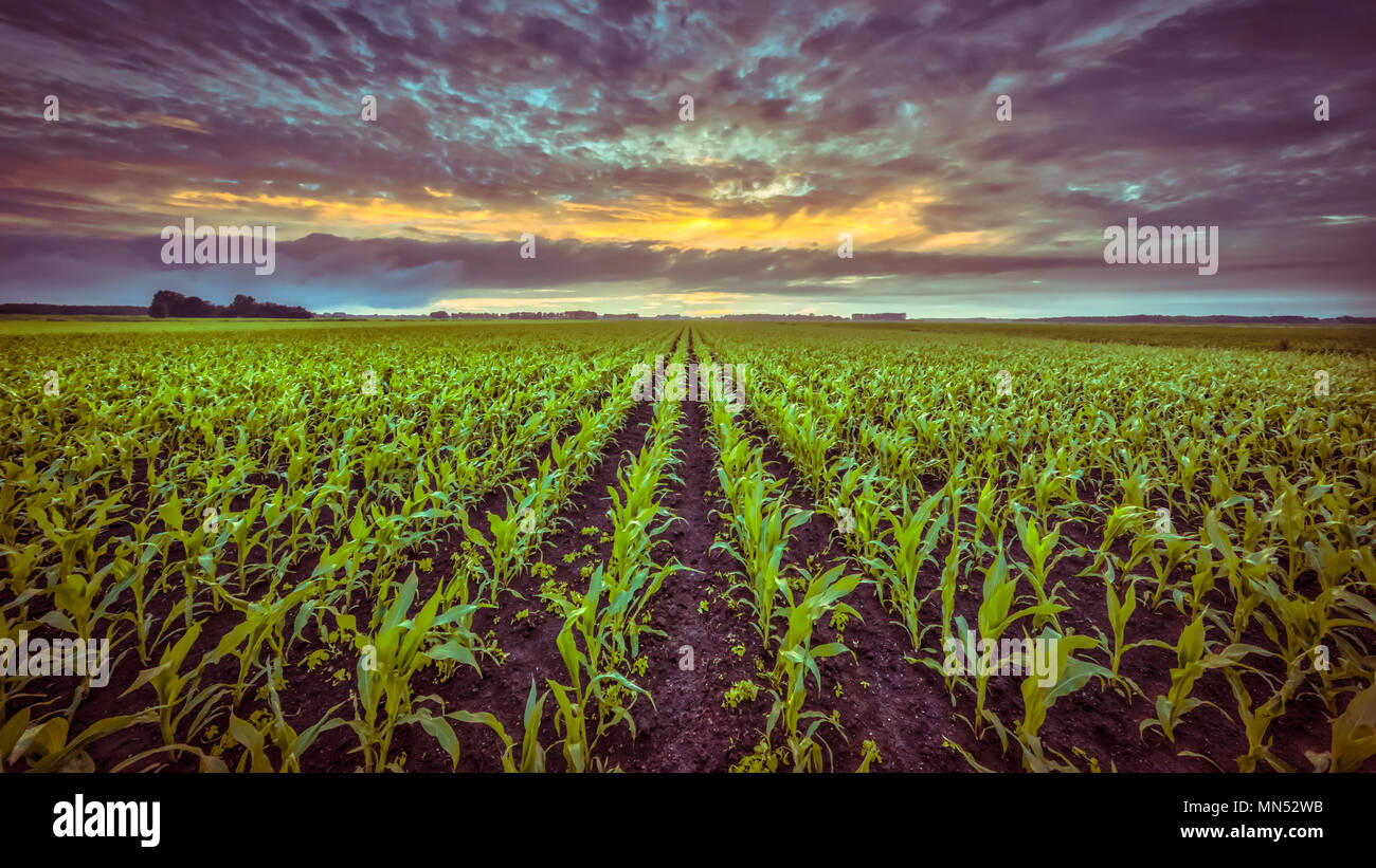 Corn field under setting sun with beautiful clouded sky in vintage ...