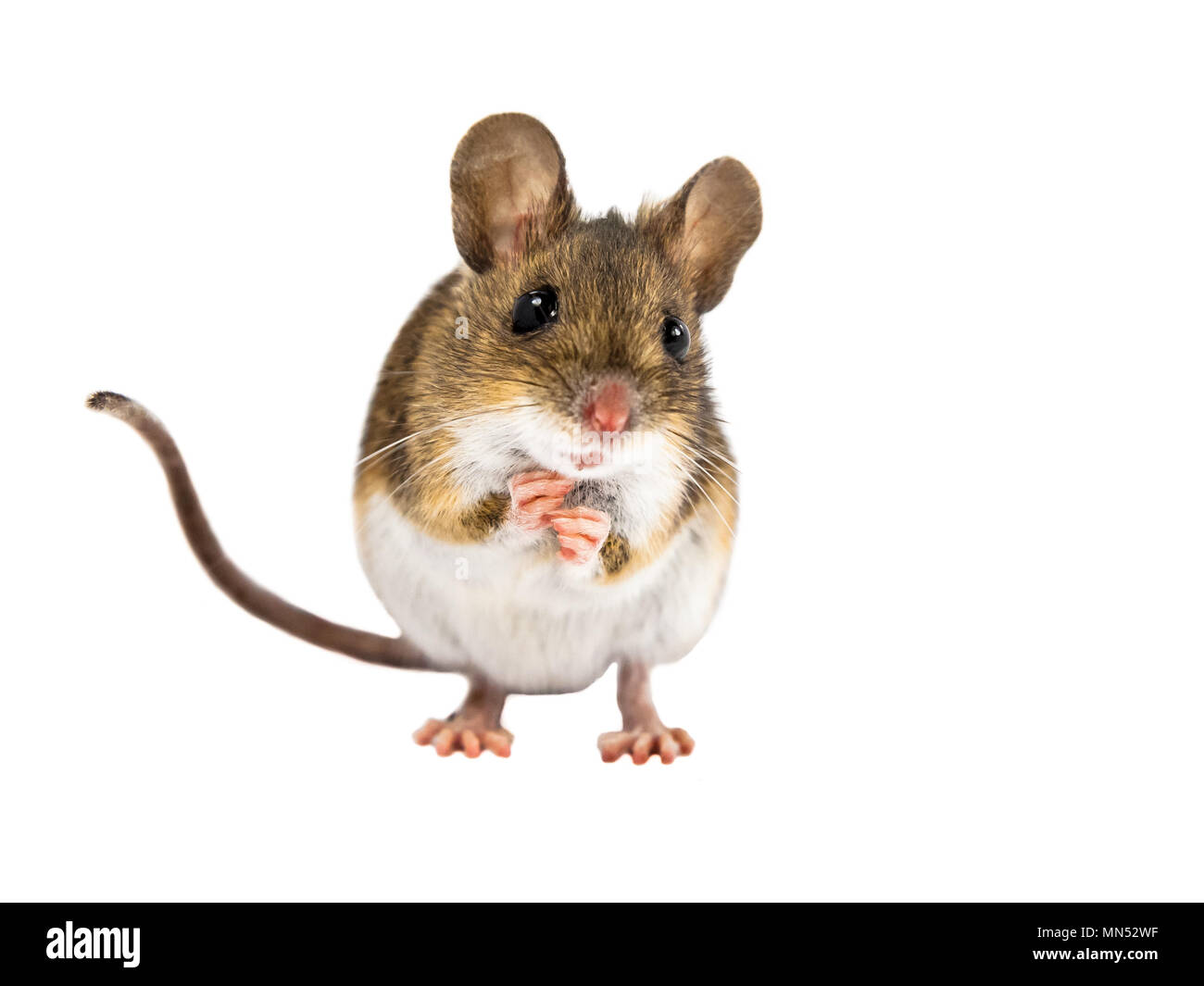 White mouse standing hi-res stock photography and images - Alamy