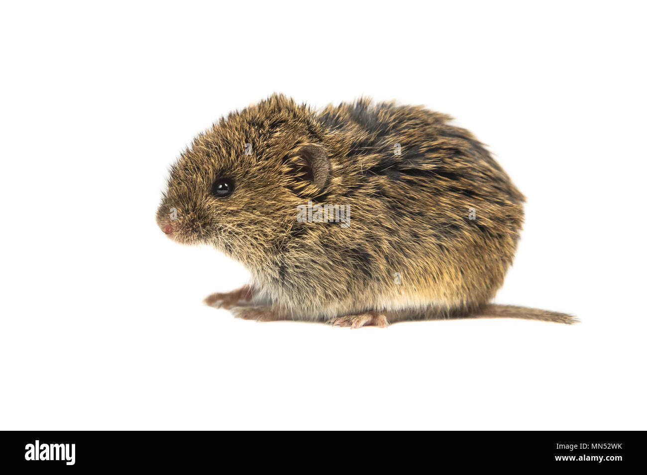 Juvenile Common Vole mouse (Microtus arvalis) isolated on white ...