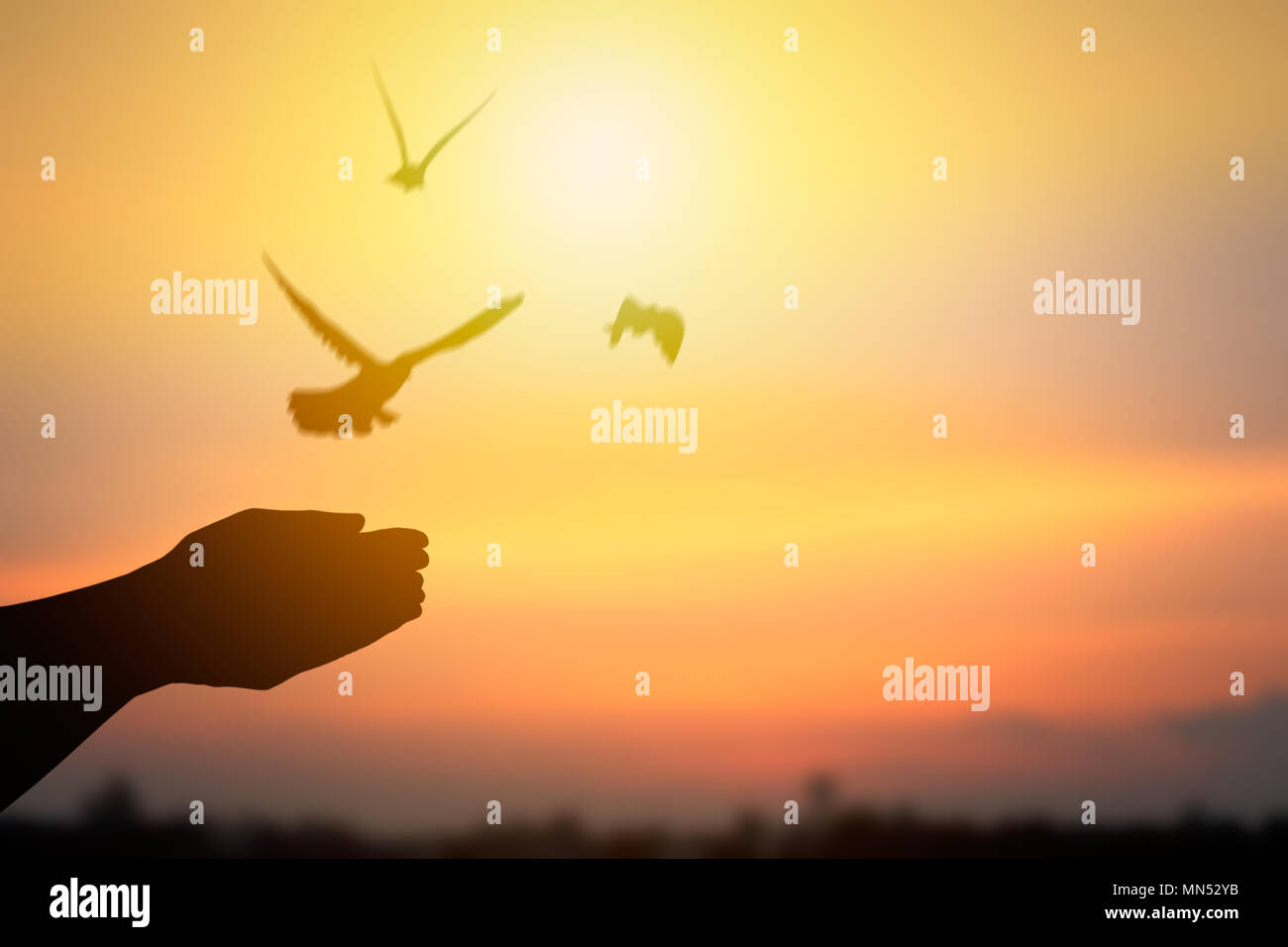 Silhouette of hand releasing birds and flying to freedom life, concept ...