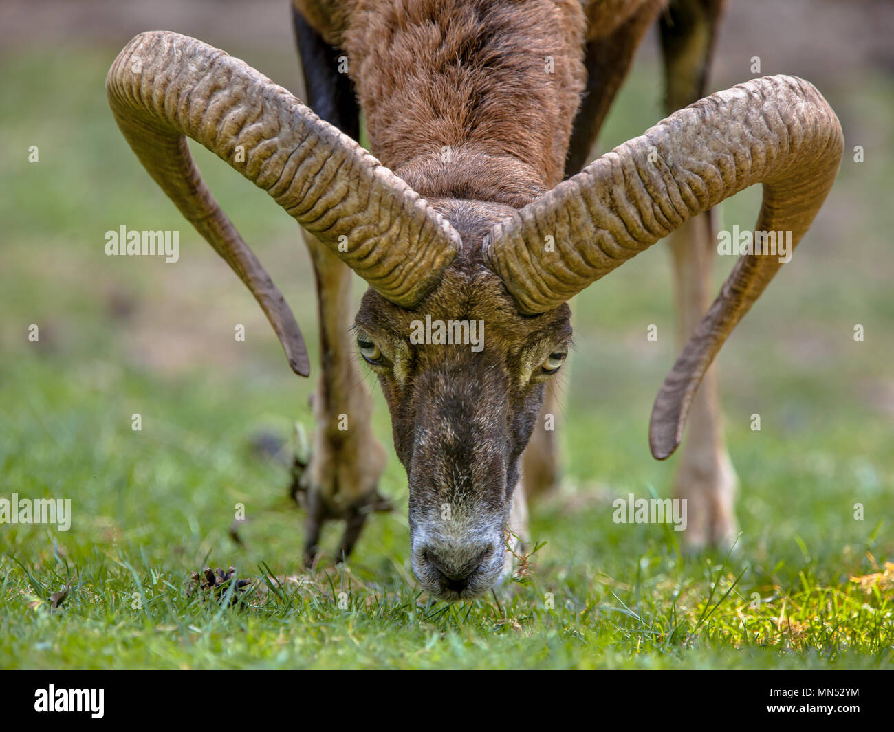 Mufflon male ovis orientalis hi-res stock photography and images - Alamy