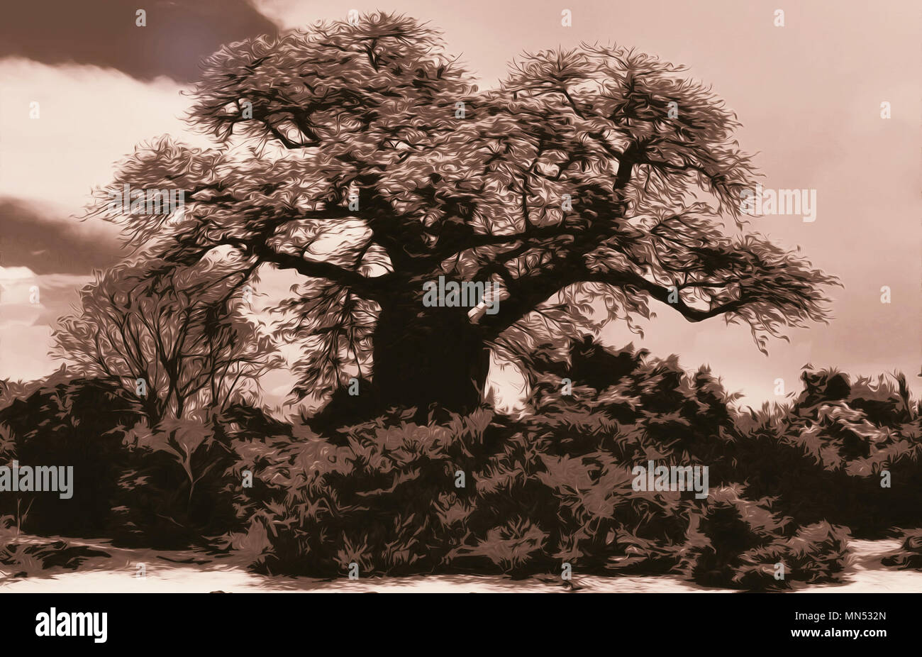 Silhouette of baobab in brown colors Stock Photo - Alamy