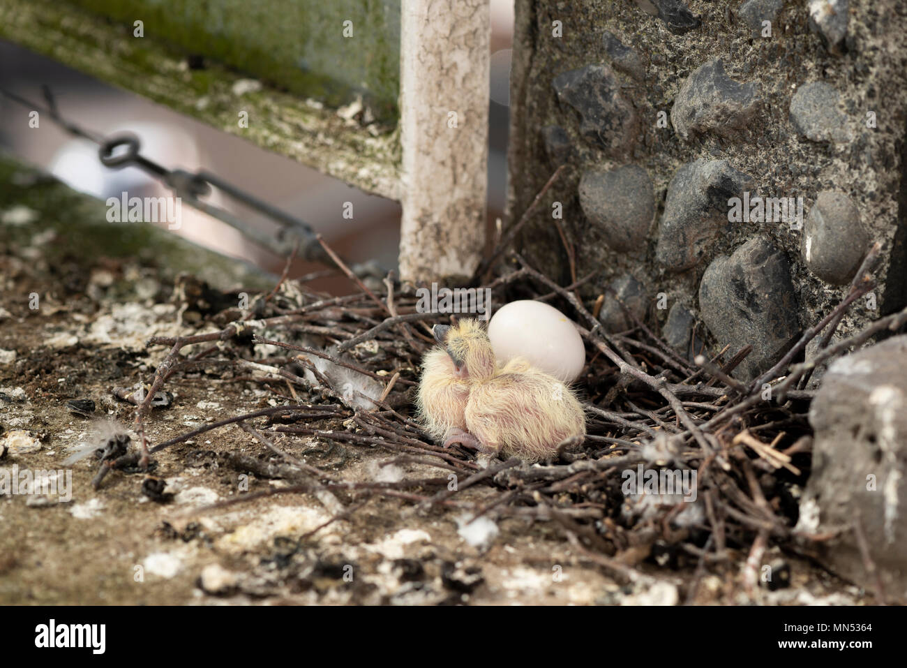 Egg tooth chick hi-res stock photography and images - Alamy