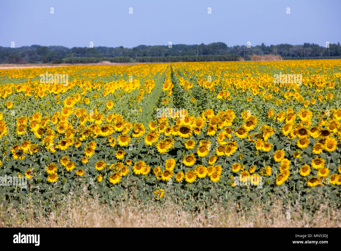 Sunflowers field near Arles in Provence, France Stock Photo - Alamy