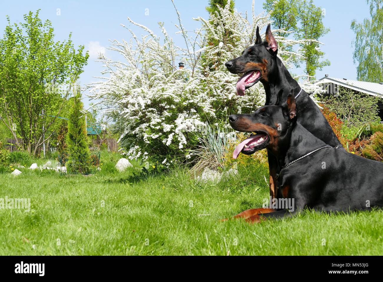 Couple of doberman dogs Stock Photo - Alamy