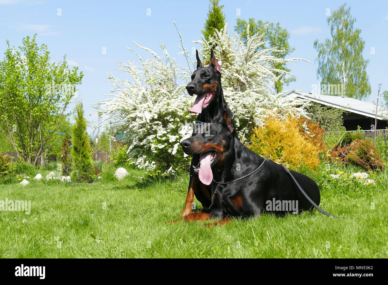 Doberman and family hi-res stock photography and images - Alamy