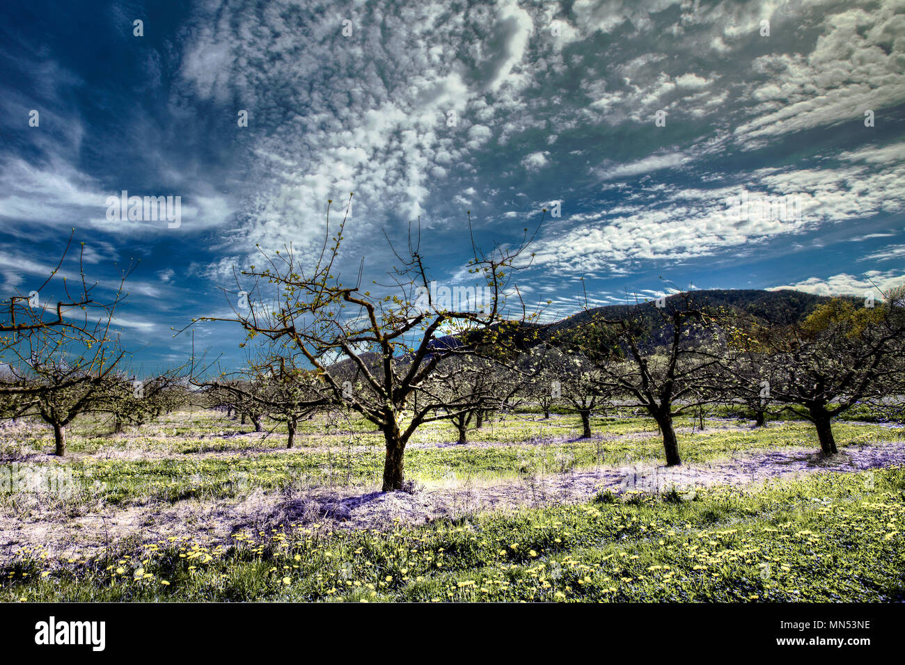 Spring garden landscape hi-res stock photography and images - Alamy