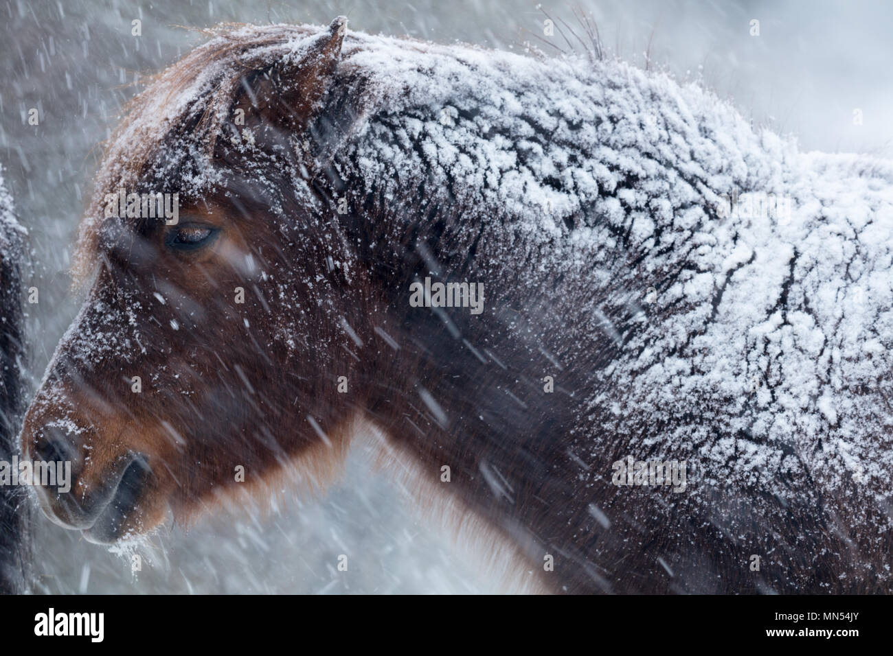 Ponies in the snow in winter, Milborne Port, Somerset, England, UK ...