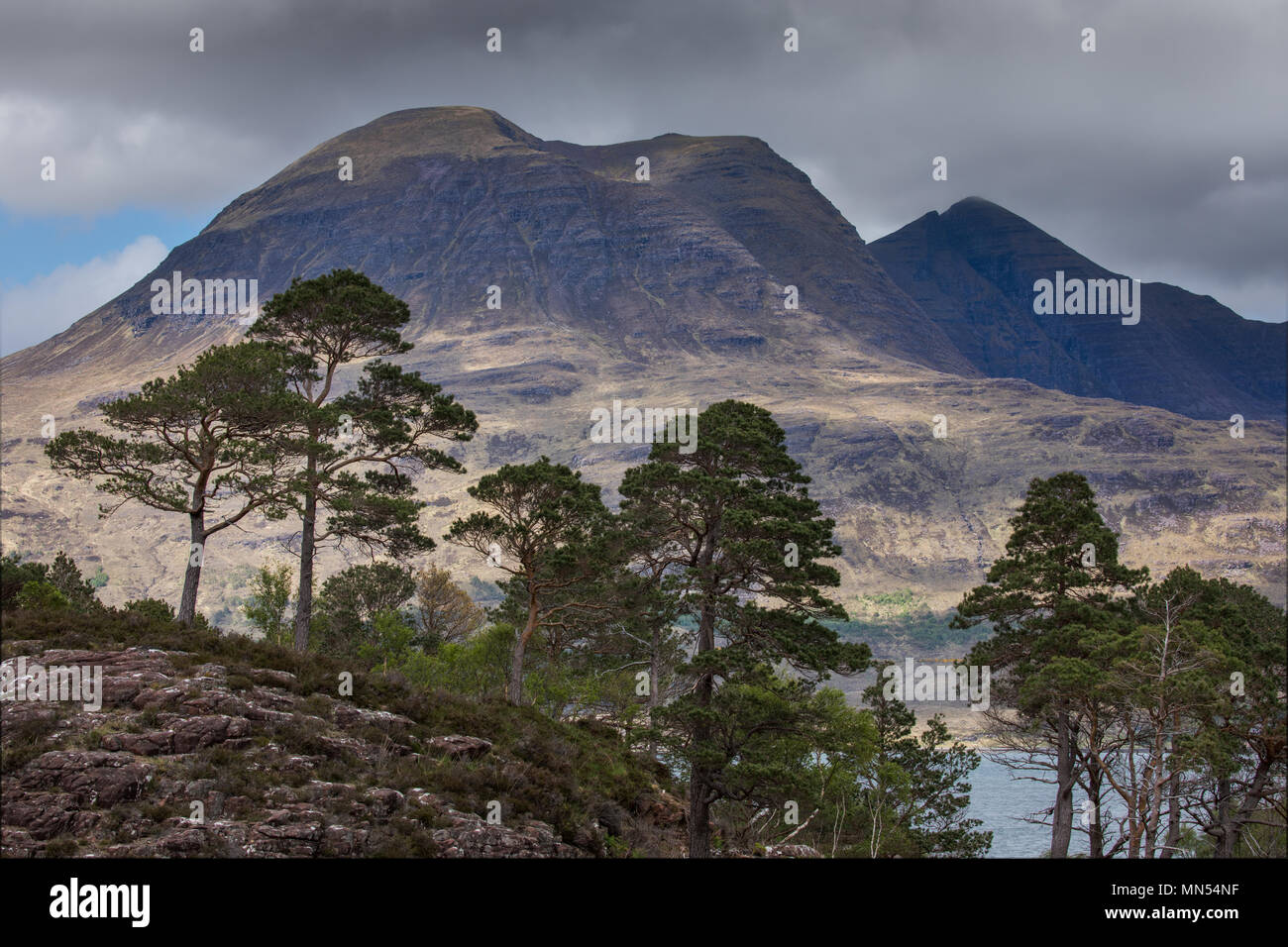 Caledonian Pines above Loch Torridon, Ben Damh Estate, Wester Ross ...