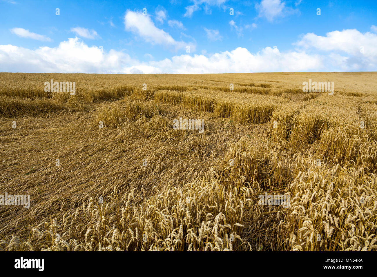 Summer autumn fall wheatfield hi-res stock photography and images - Alamy