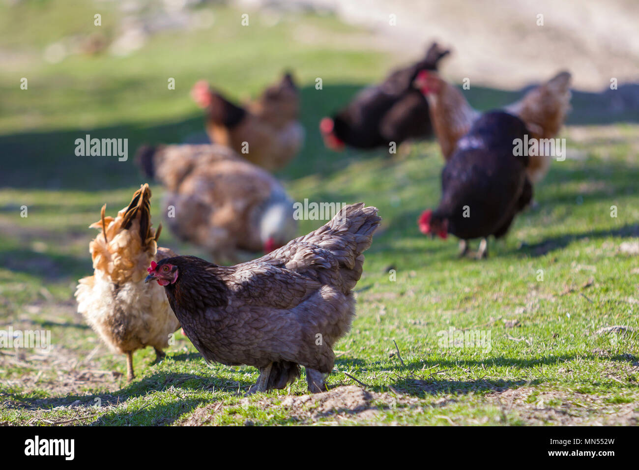 Big nice beautiful red brown hens feeding outdoors in green meadow with ...