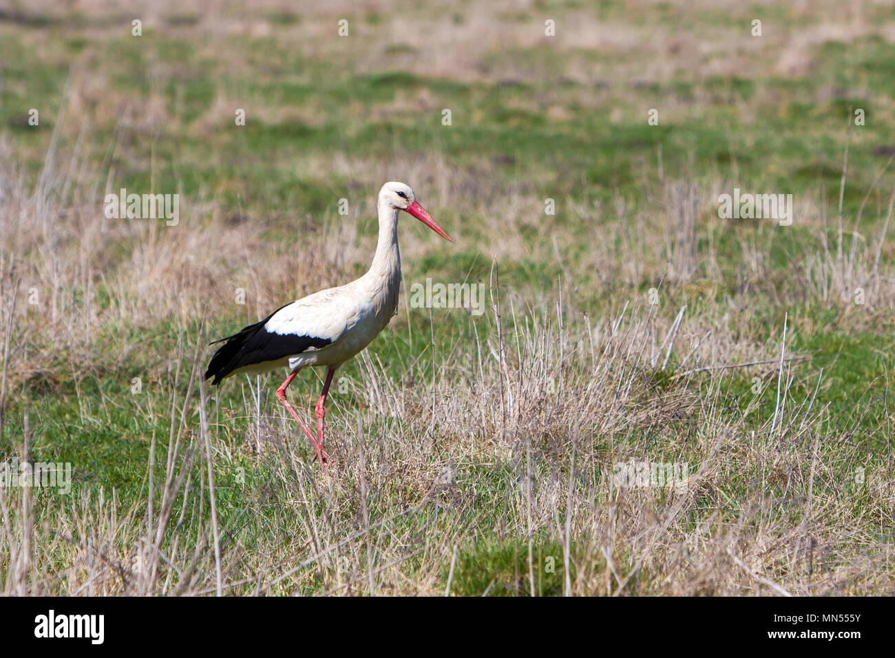 Elegant beautiful white long-beaked stork bird with black tail walking ...