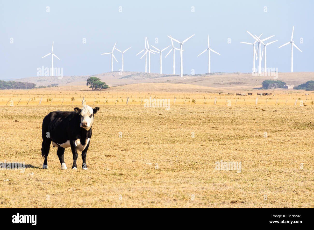 Princess the cow hi-res stock photography and images - Alamy