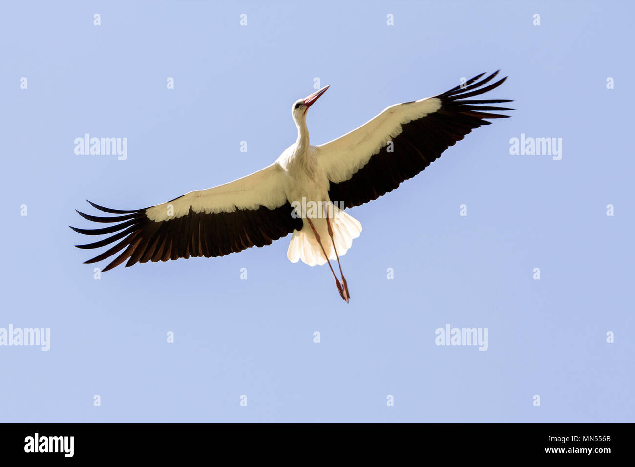 Elegant beautiful white stork bird with spread wings, black tail and ...