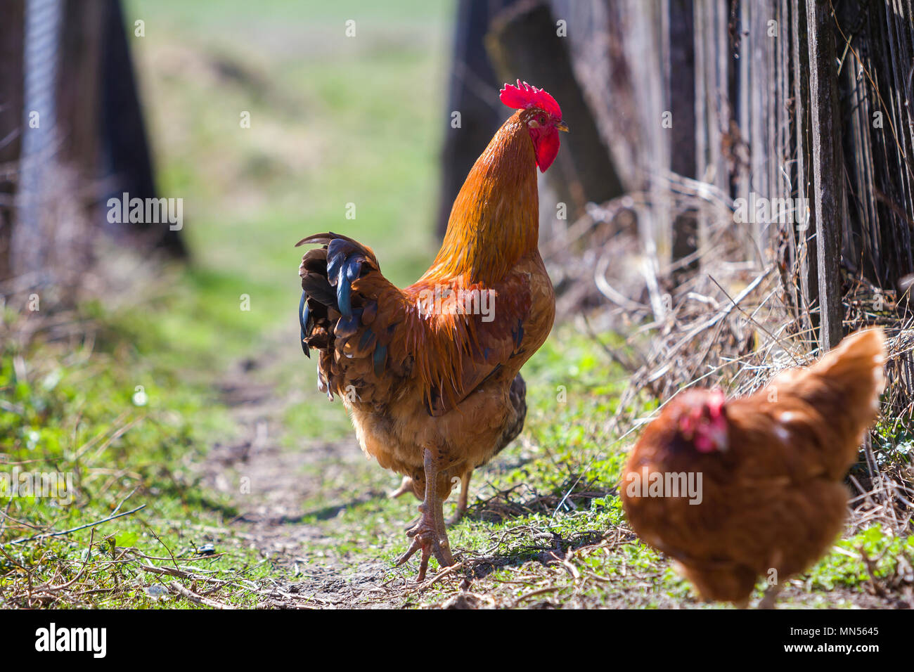 Well fed hen hi-res stock photography and images - Alamy