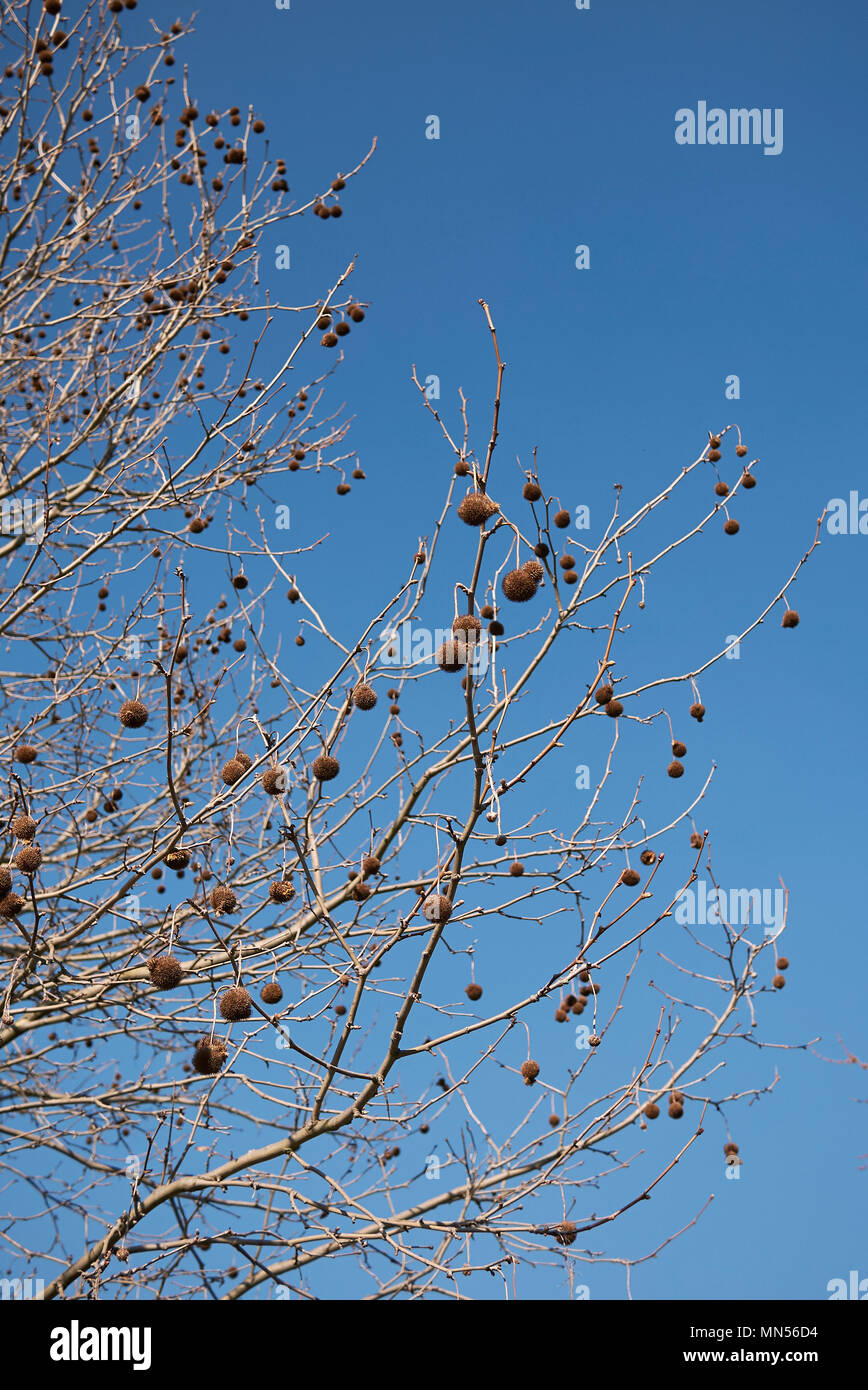 Sycamore fruits hi-res stock photography and images - Alamy