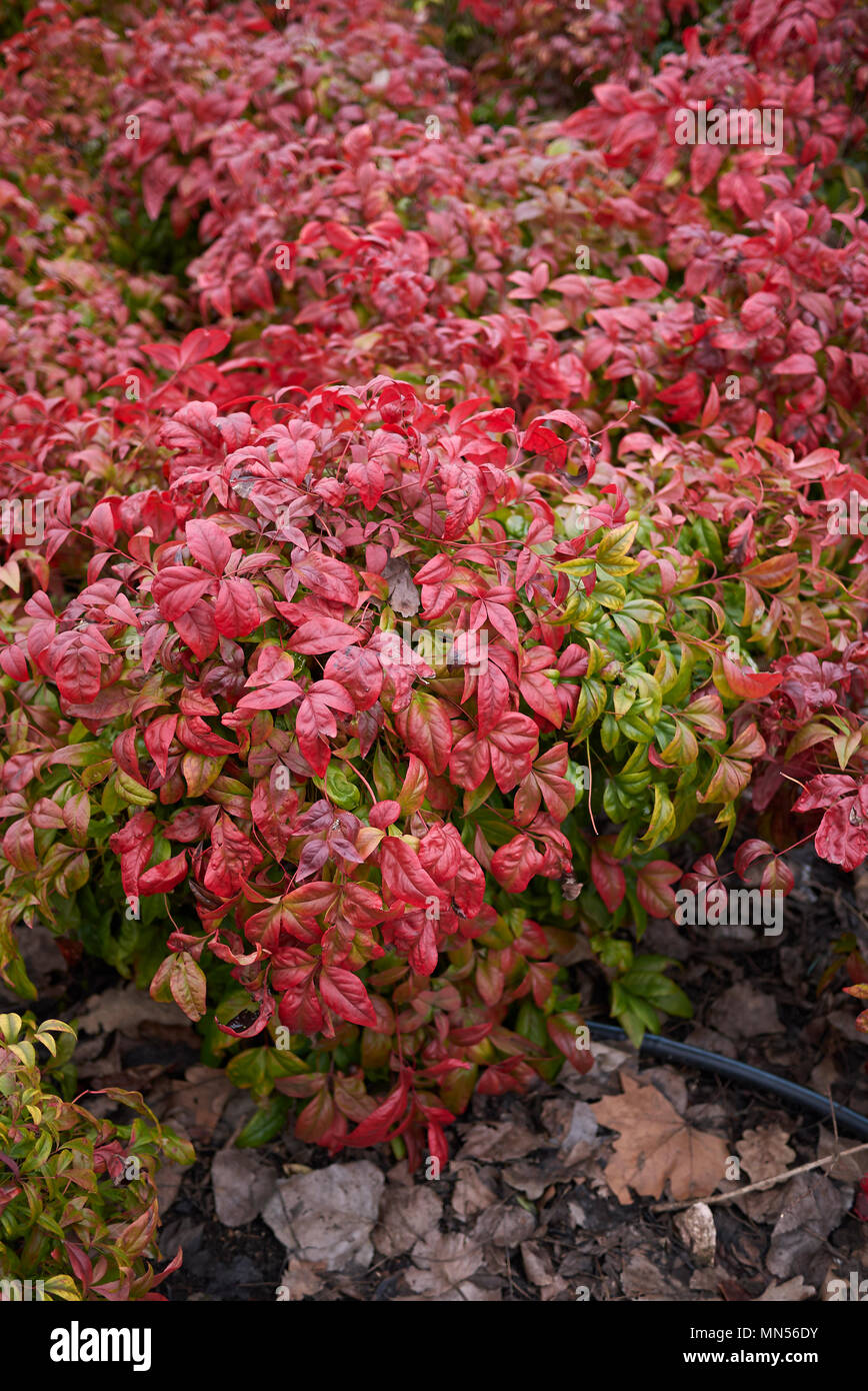 dwarf nandina domestica shrub Stock Photo - Alamy