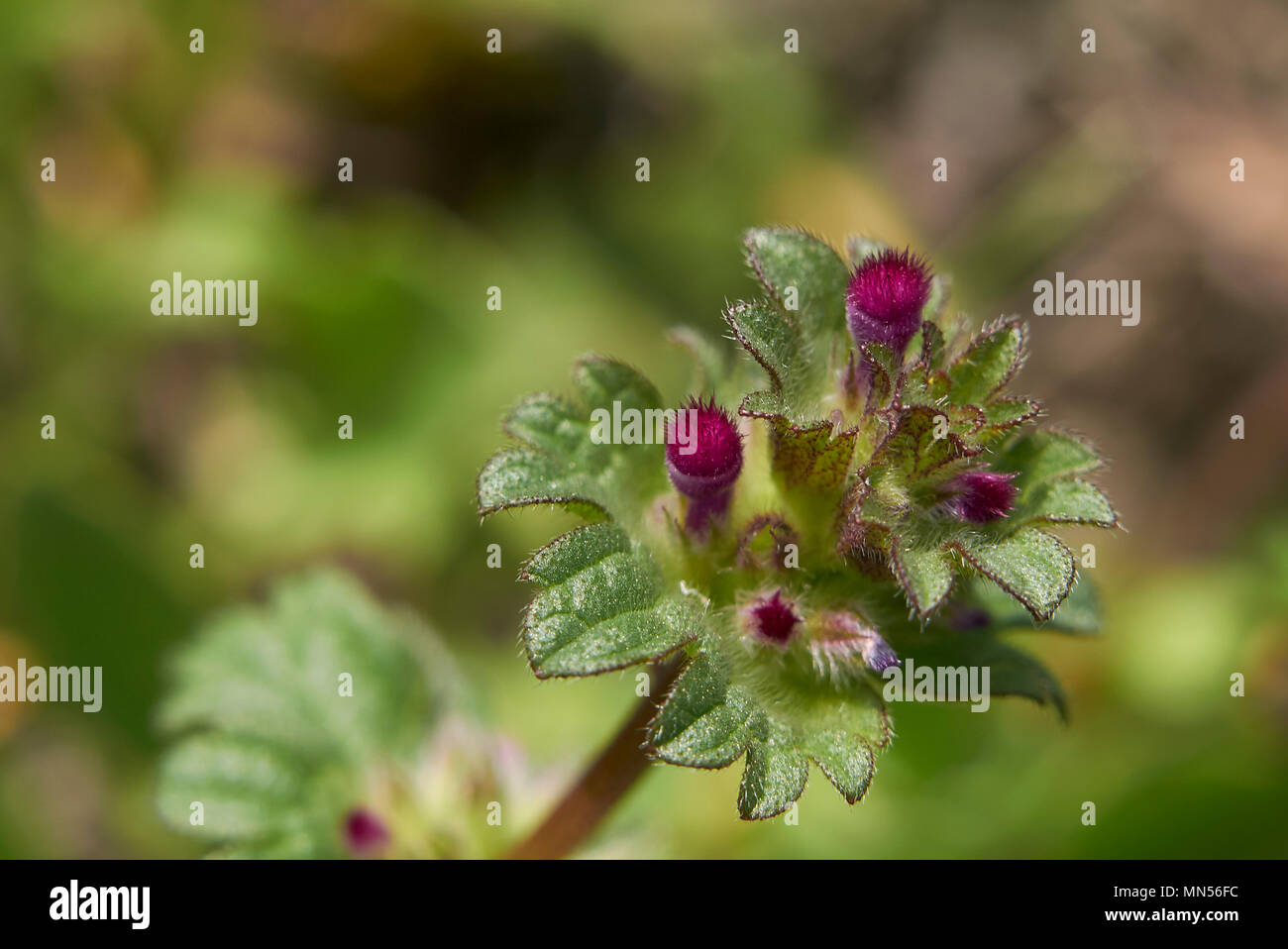 Greater henbit hi-res stock photography and images - Alamy