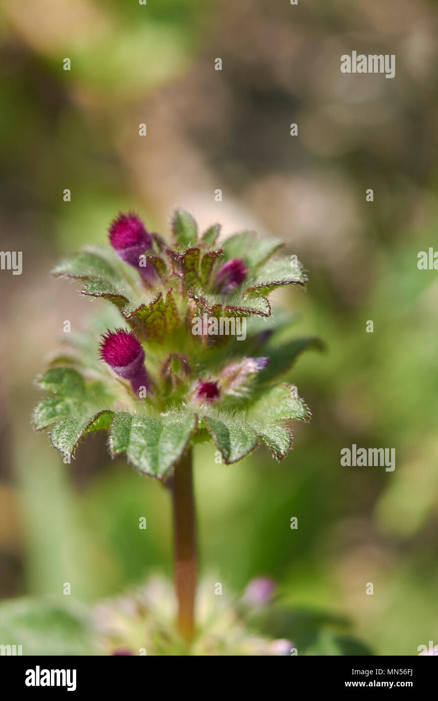 Common henbit lamium amplexicaule hi-res stock photography and images ...
